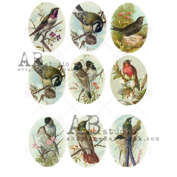 Birds of Nature Medallions Decoupage Rice Paper A4 Item No. 0564 by AB ...